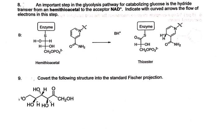Solved 8. An important step in the glycolysis pathway for | Chegg.com