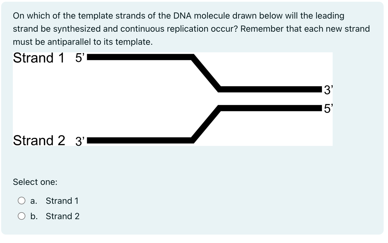 Solved On which of the template strands of the DNA molecule | Chegg.com