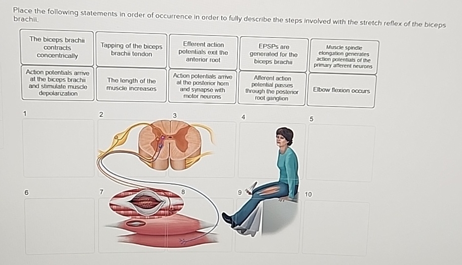 Solved Place the following statements in order of occurrence | Chegg.com