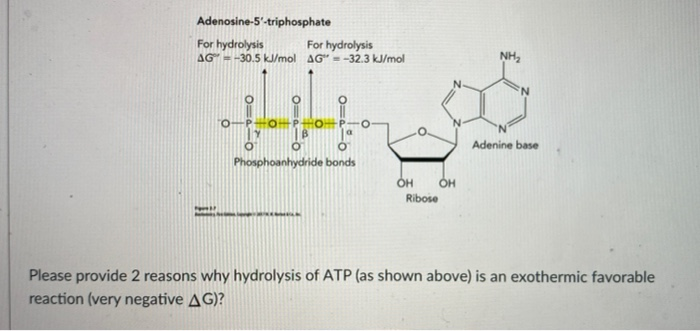 Solved Adenosine-5'-triphosphate For hydrolysis For | Chegg.com