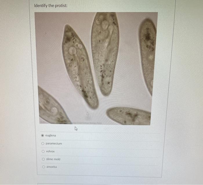 Solved Identify the protist: va cuglena paramecium volvox | Chegg.com