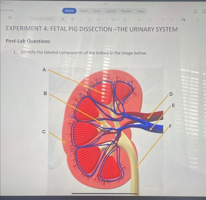 Solved The Urinary System Tahle 5. Simulated Urine Glucose | Chegg.com