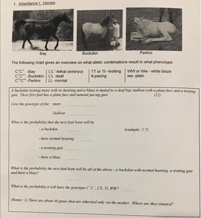 Solved 1. Inheritance l: Horses Bay Buckskin Perlino The | Chegg.com