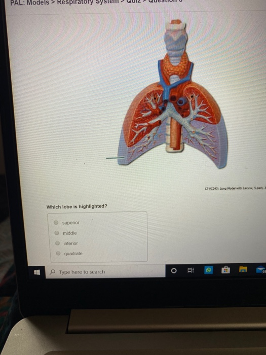 Solved PAL: Models > Respiratory System -> QUI Question | Chegg.com