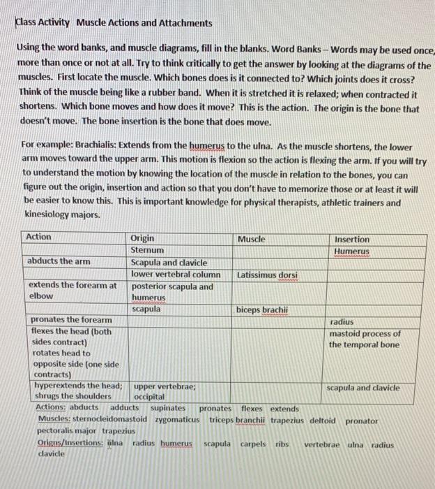 Solved Class Activity Muscle Actions and Attachments - Using | Chegg.com