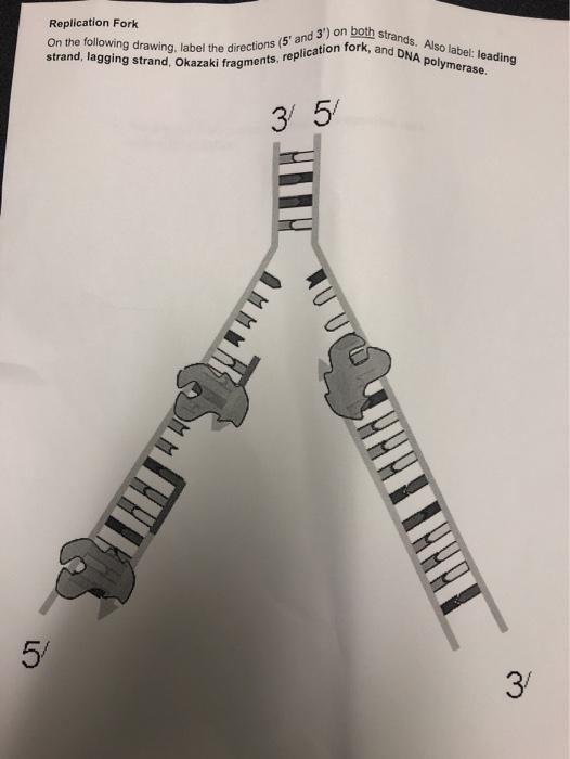 Solved Replication Fork strand, lagging strand. Okazaki | Chegg.com