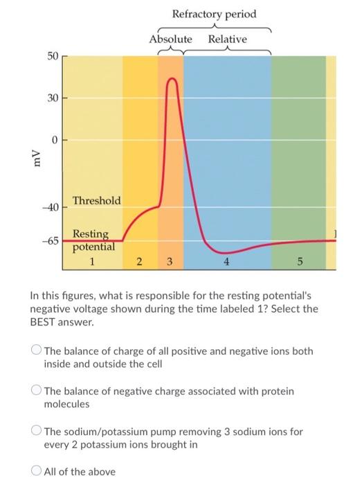 Solved Refractory period Absolute Relative 50 30 mV | Chegg.com