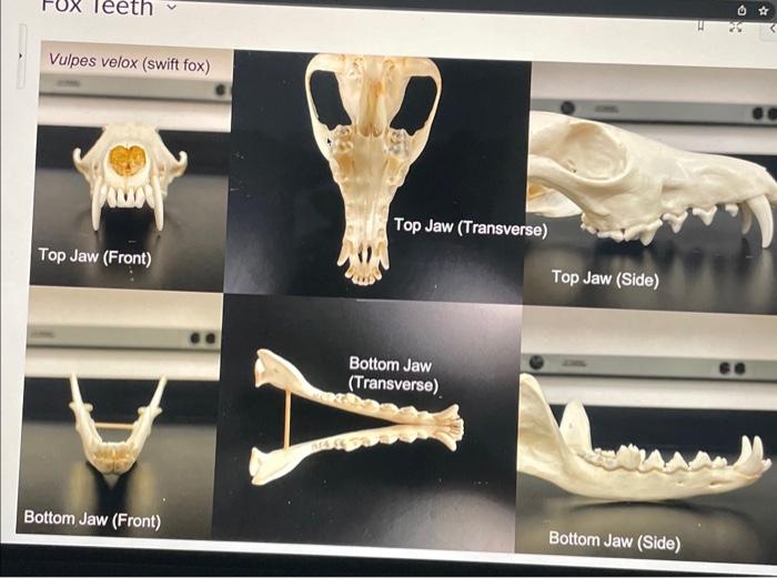 Mammal Dental Formulas Bobcat Teeth - | Chegg.com