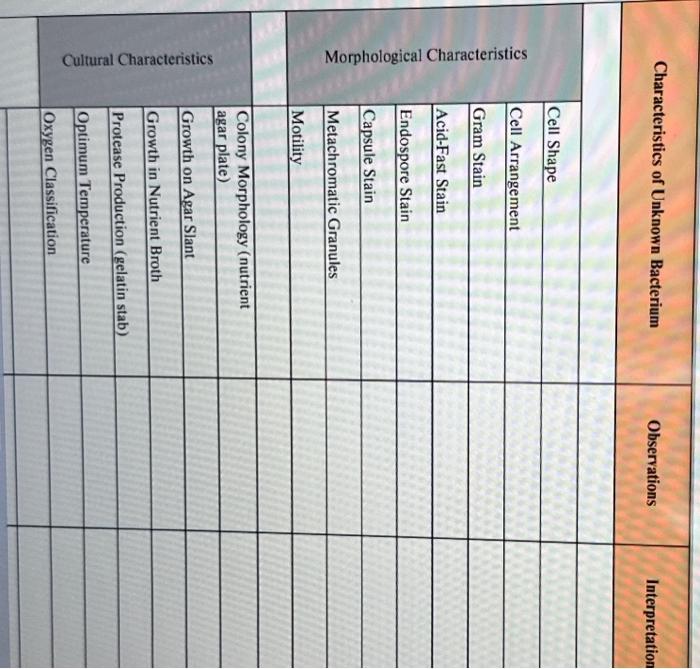 Solved Characteristics of Unknown Bacterium Morphological | Chegg.com