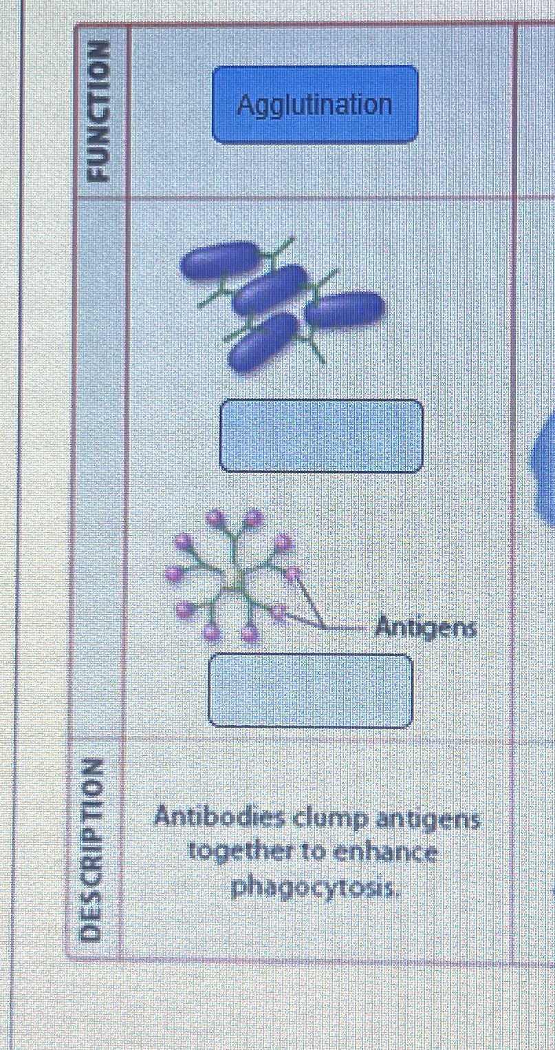 Solved AgglutinationAntibodies clump antigens together to | Chegg.com