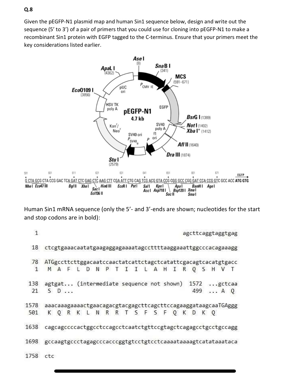 Solved Q. 8Given the pEGFP-N1 ﻿plasmid map and human Sin1 | Chegg.com