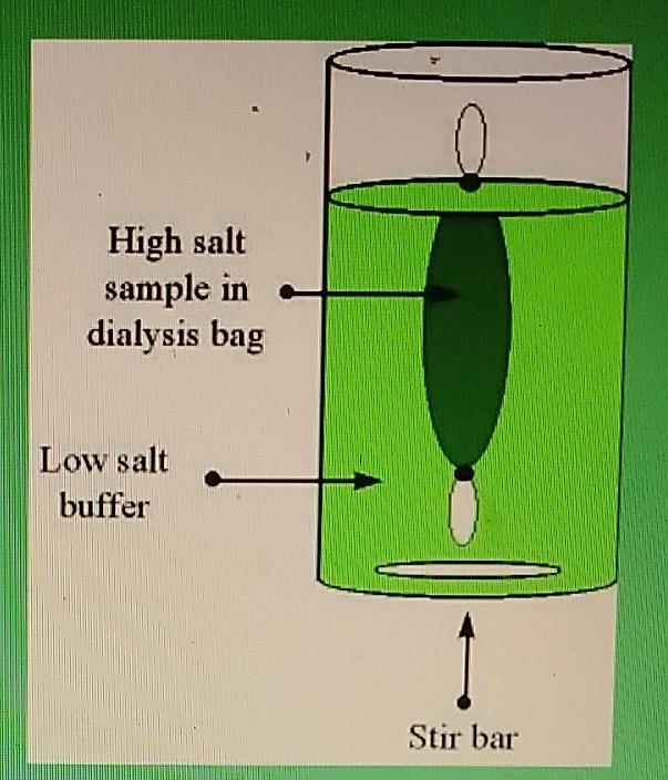 Solved High salt sample in dialysis bag Low salt buffer Stir | Chegg.com