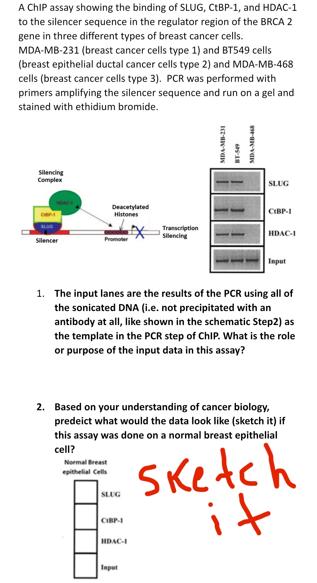 Solved A ChIP assay showing the binding of SLUG, CtBP-1, | Chegg.com