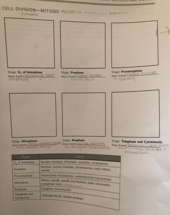 Draw and Label - Lab onion root tips slides** I will | Chegg.com