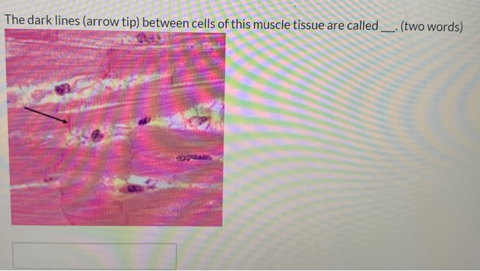 Solved Cells (pointer tip) that make the protein fibers of | Chegg.com