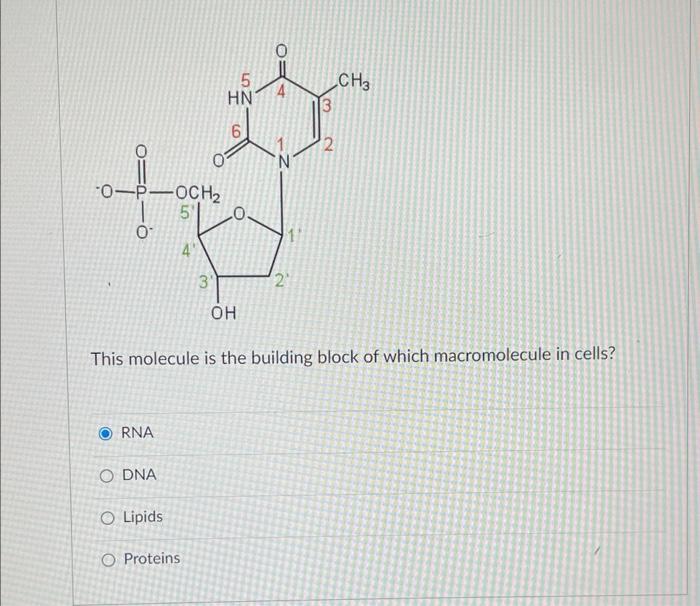 Solved This molecule is the building block of which | Chegg.com