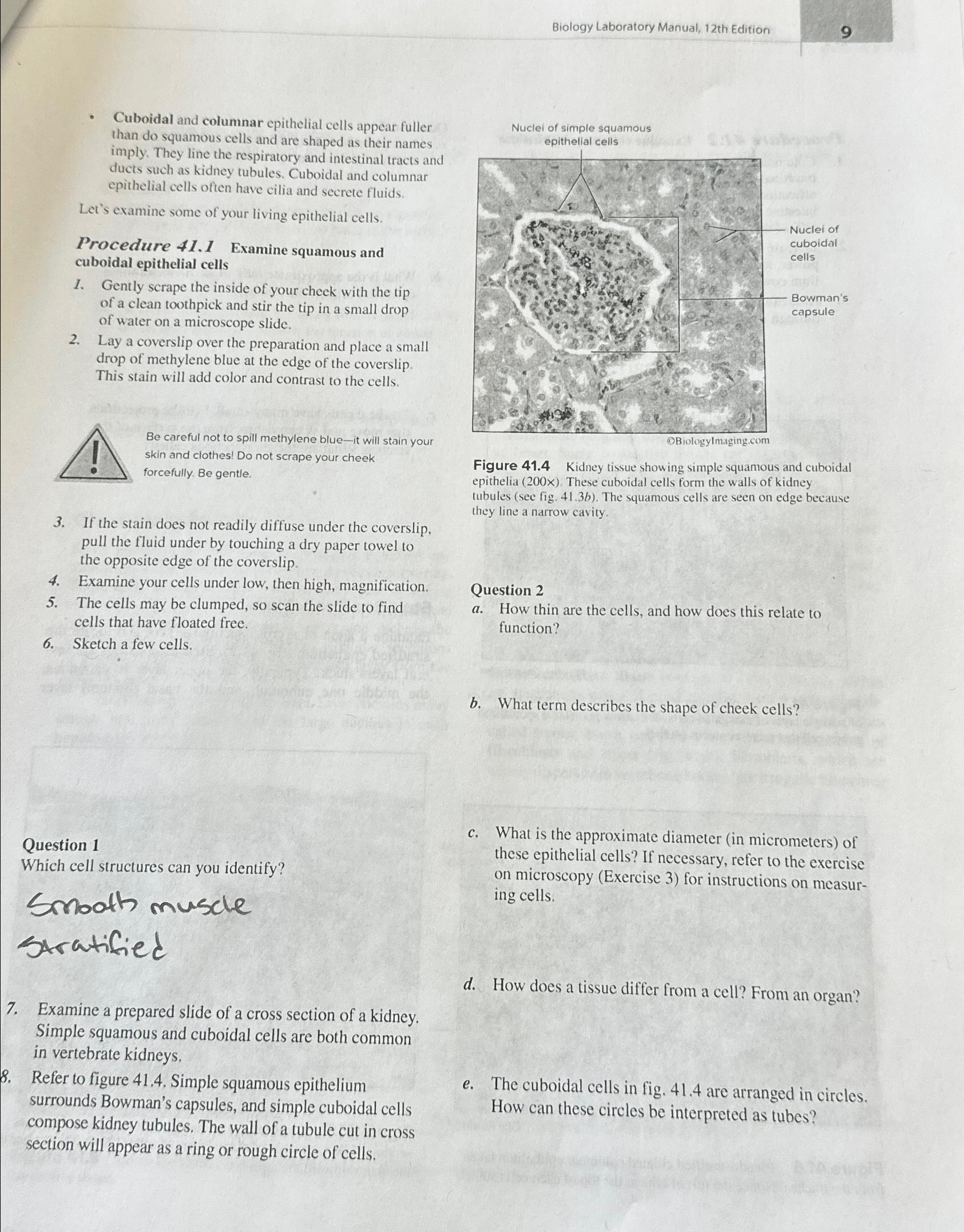 Solved Biology Laboratory Manual, 12th Edition9Cuboidal and | Chegg.com