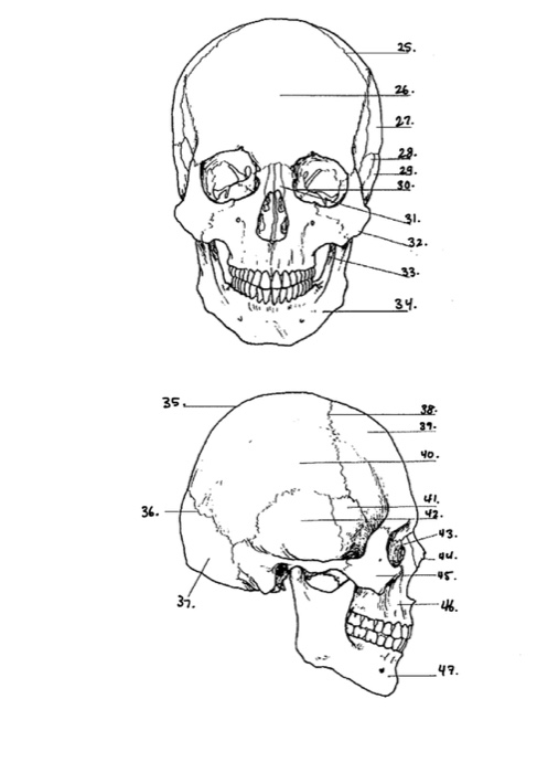 Solved 以上 。 Highlight and label the following sutures: Or | Chegg.com