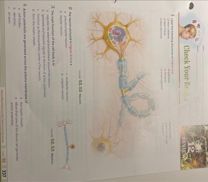 Solved 1 Label the following structures on figure 12.12 Axon | Chegg.com