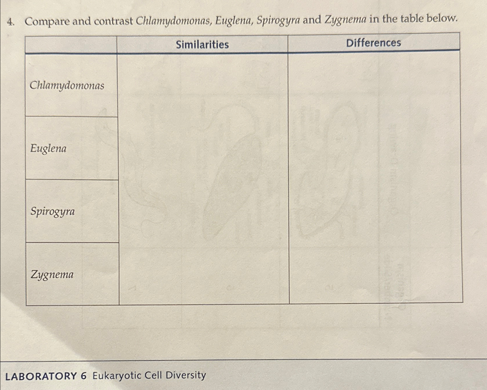 Solved Compare and contrast Chlamydomonas, Euglena, | Chegg.com