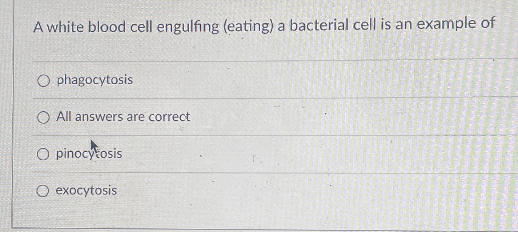 Solved A white blood cell engulfing (eating) ﻿a bacterial | Chegg.com