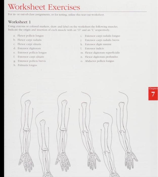 Solved Worksheet 1 Using crayons or colored markers, draw | Chegg.com