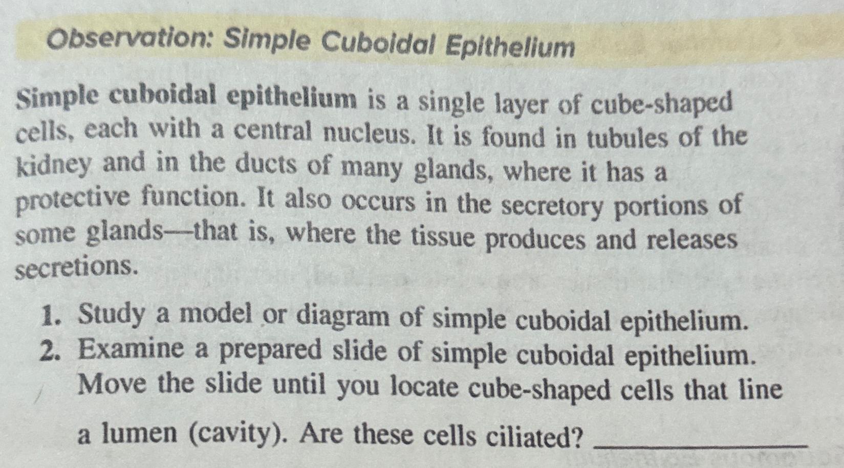 Solved Observation: Simple Cuboidal EpithellumSimple | Chegg.com