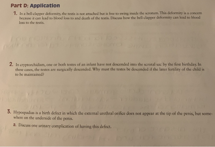 Solved Part D: Application 1. In a bell-clapper deformity, | Chegg.com