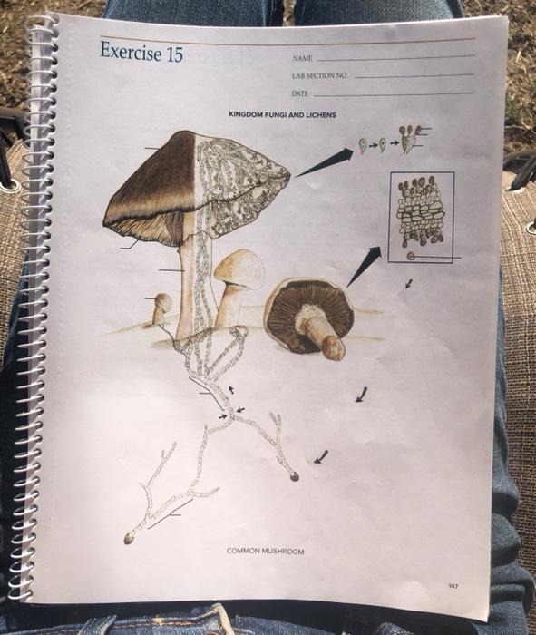 Solved Exercise 15 NAME LAS SECTION NO. DATE KINGDOM FUNGI | Chegg.com