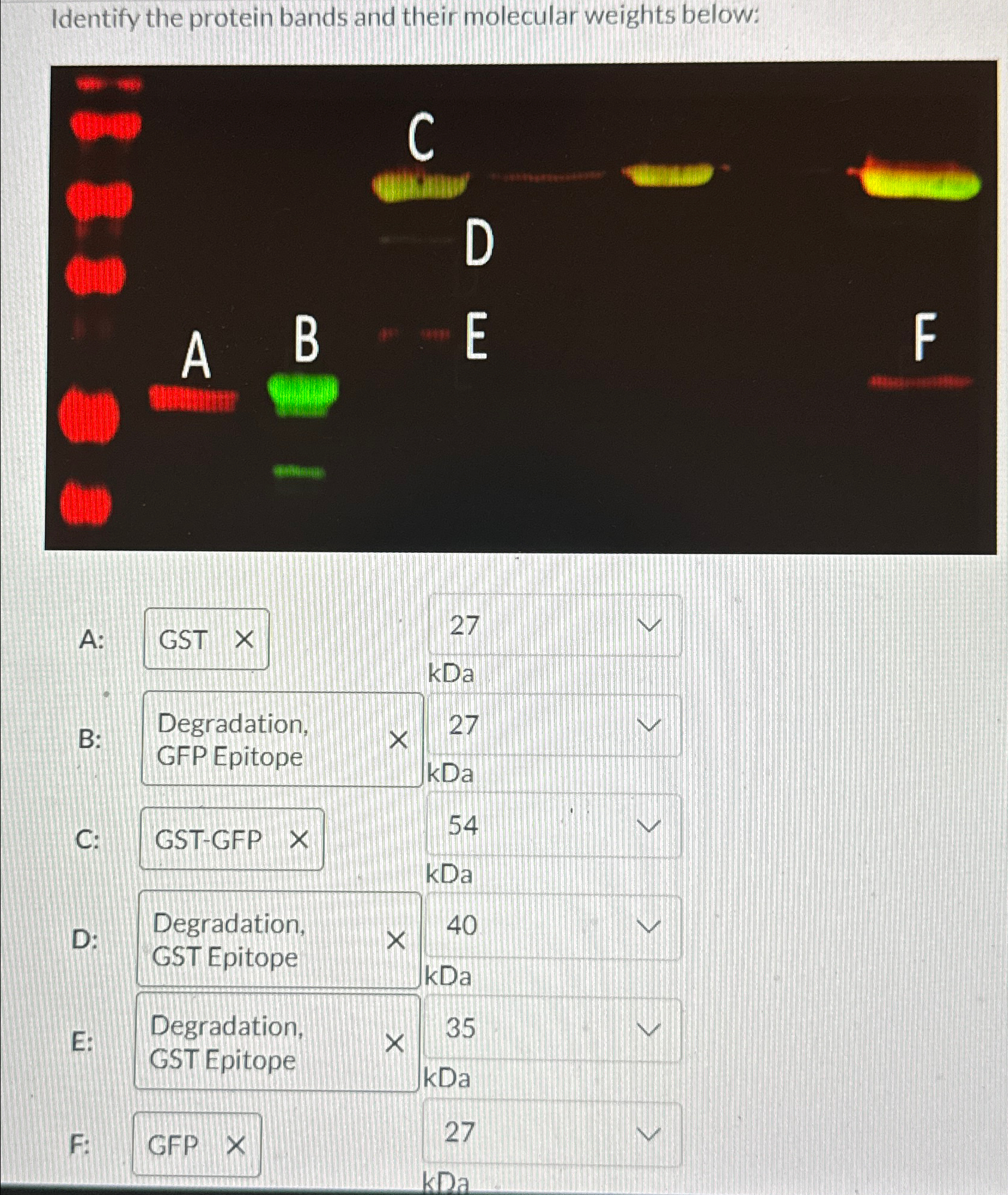 Identify the protein bands and their molecular | Chegg.com