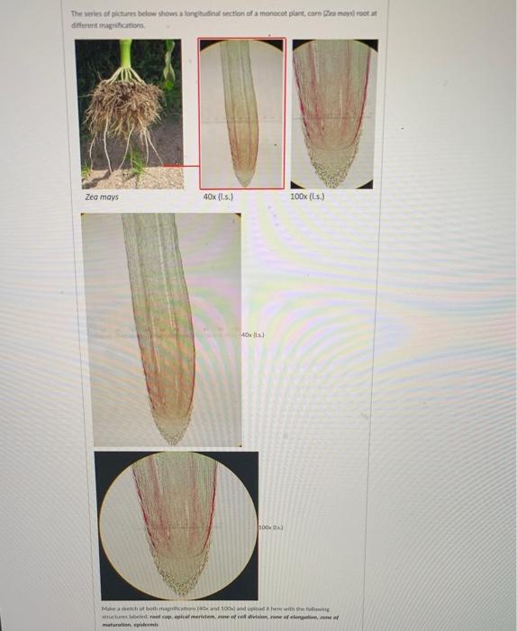 Solved The series of pictures below shows a longitudinal | Chegg.com