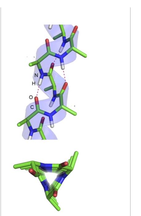 Solved Above appears two views of a helical segment of | Chegg.com