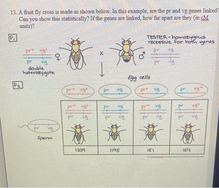 Solved 13. A fruit fly cross is made as shown below. In this | Chegg.com
