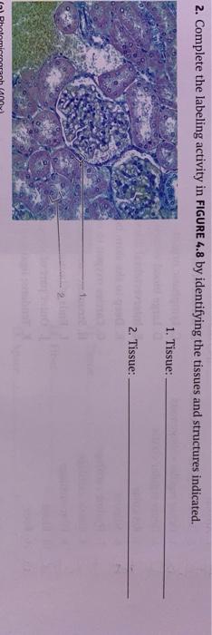 Solved 2. Complete the labeling activity in FIGURE 4.9 by | Chegg.com