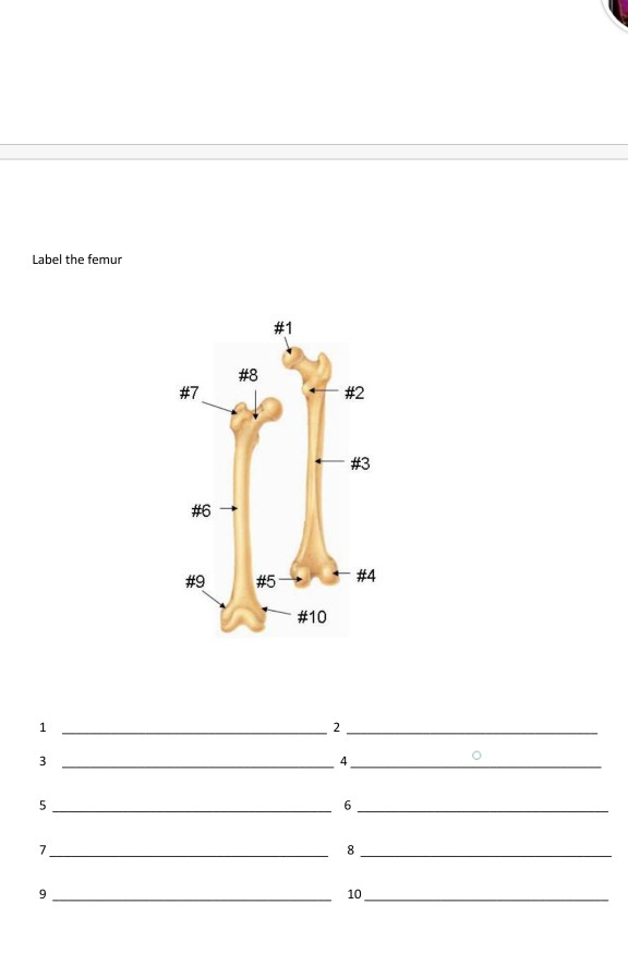 Solved Label the femur #1 #8 #2 #10 | Chegg.com