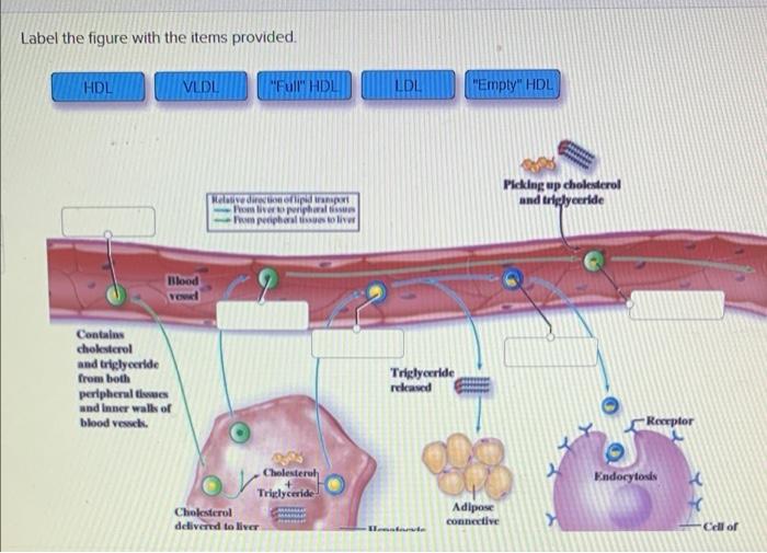 Solved Label the figure with the items provided. HDL VLDL | Chegg.com