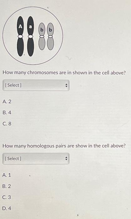 Solved How many chromosomes are in shown in the cell above? | Chegg.com