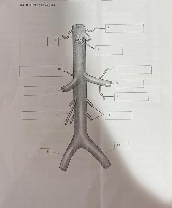 Solved INFERIOR VENA CAVA (IVC) 3 | Chegg.com