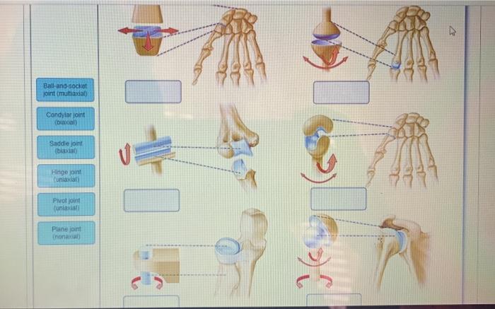 Solved Ball-and-socket joint multiaxial Condylar joint (cal) | Chegg.com