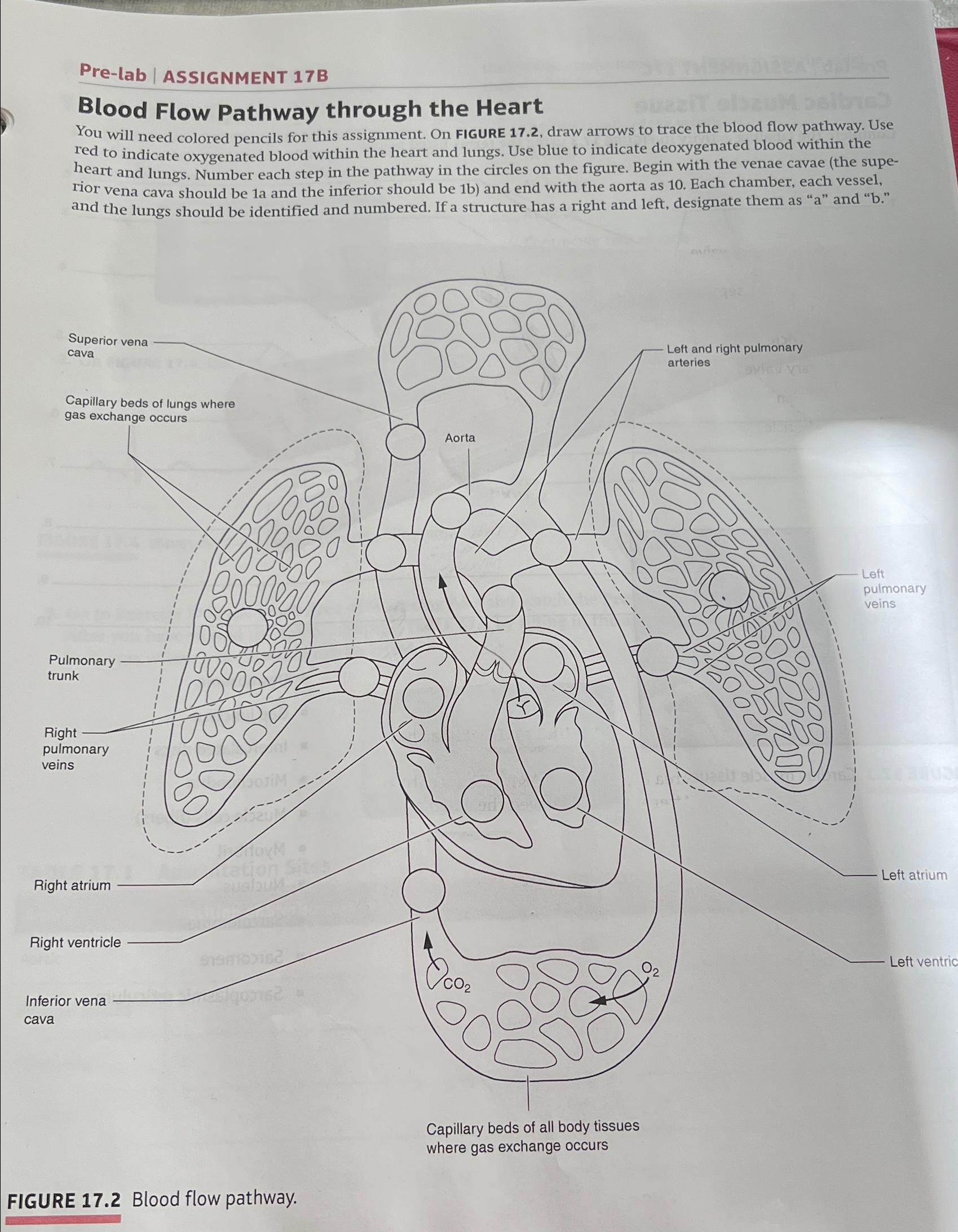 Solved Pre-lab | ﻿ASSIGNMENT 17 ﻿BBlood Flow Pathway through | Chegg.com