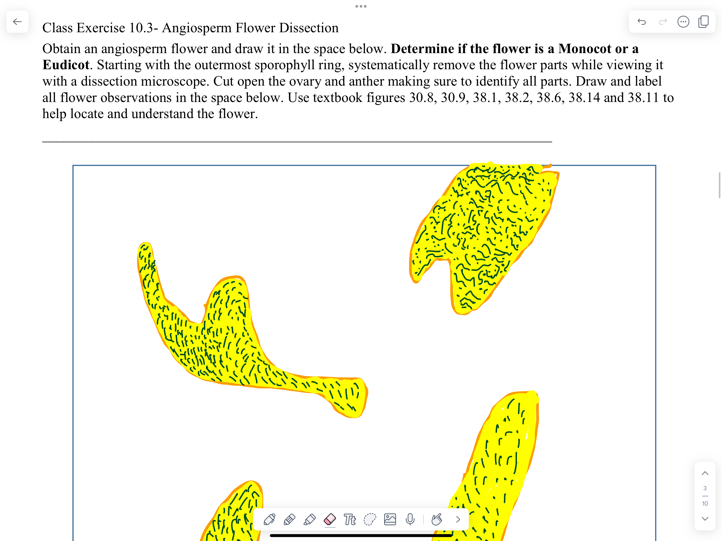 Solved Class Exercise 10.3- ﻿Angiosperm Flower | Chegg.com