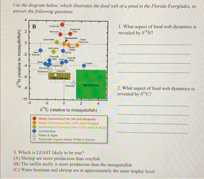 Everglades Food Chain Diagram The River Food Web