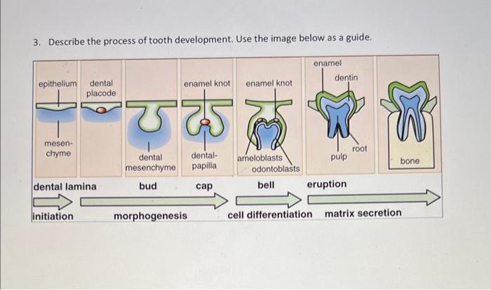 1. Directional terminology: label the directional | Chegg.com