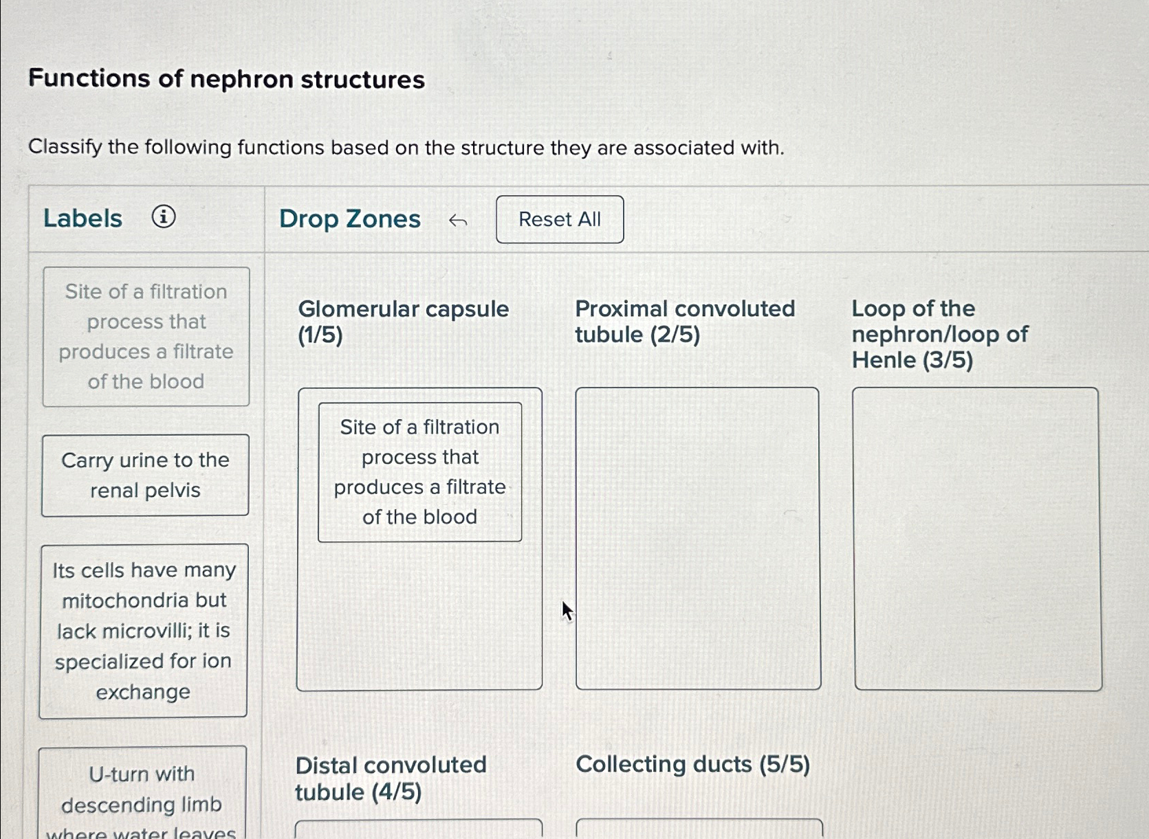 Solved Functions of nephron structuresClassify the following | Chegg.com