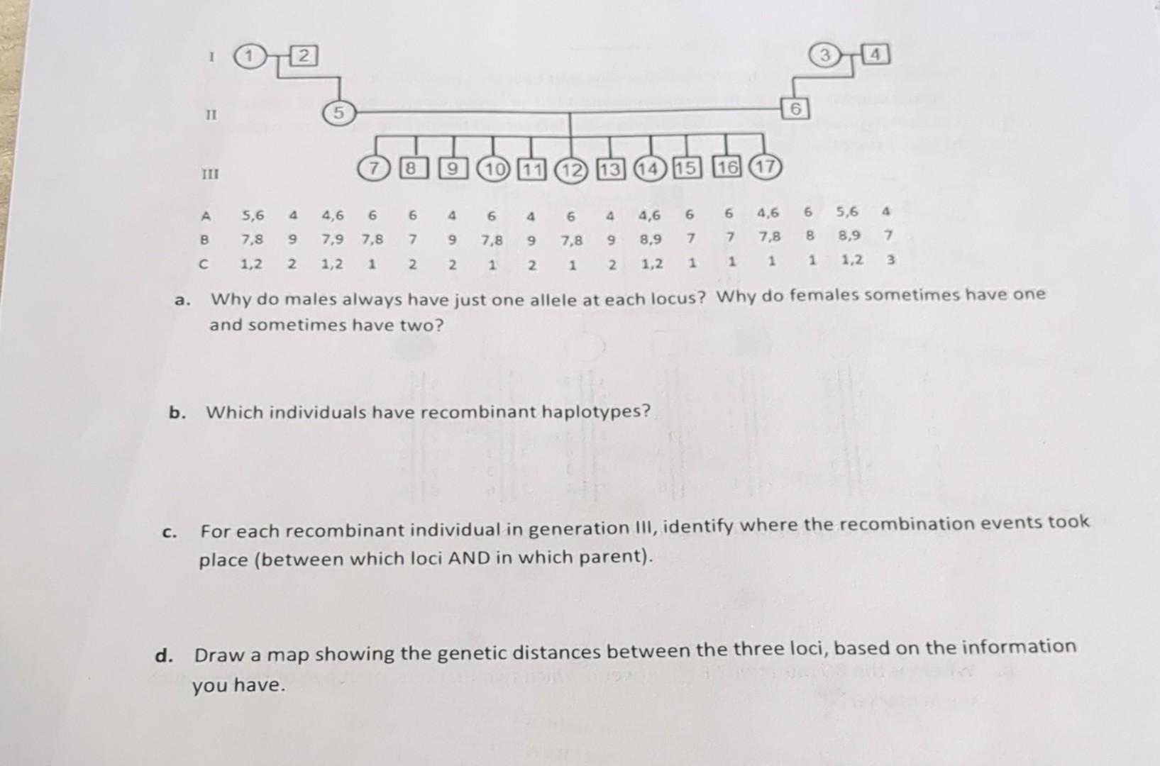 In dogs, three STRP loci are linked on the long arm | Chegg.com