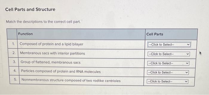 Solved Cell Parts and Structure Match the descriptions to | Chegg.com
