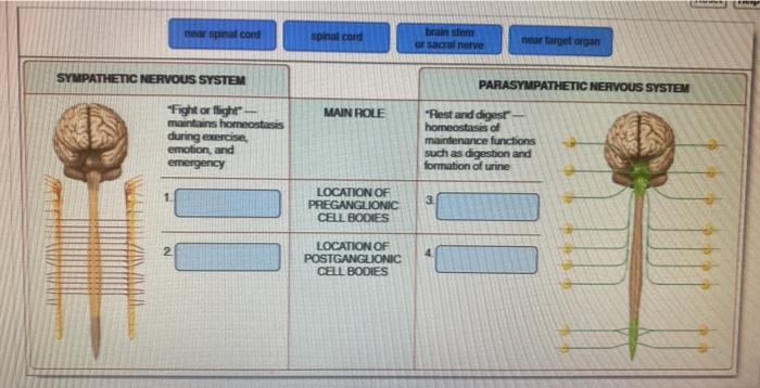 Solved ne spinal cord spinal cord brain sten or Socral nerve | Chegg.com