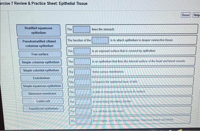 Solved ercise 7 Review \& Practice Sheet: Epithelial Tissue | Chegg.com