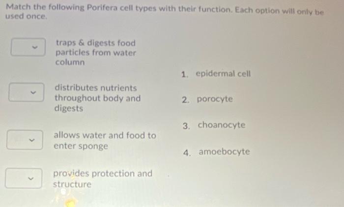 Solved Match the following Porifera cell types with their | Chegg.com