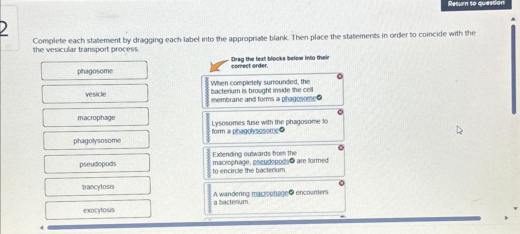Solved Complete each statement by dragging each label into | Chegg.com
